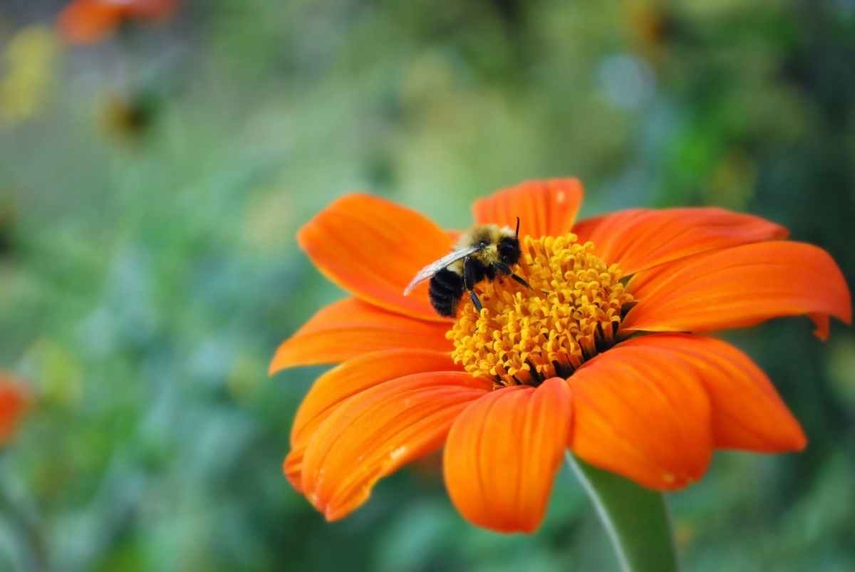 Cryopreservation of seminal vesicle derived spermatozoa from Bombus ...