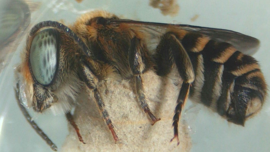 Jacob Pithan – ICE Network Fargo