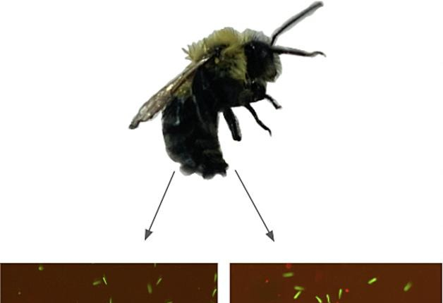 Sperm can’t take the heat: Short-term temperature exposures compromise ...