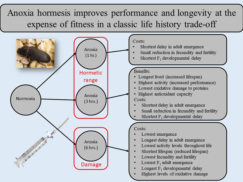 Anoxia hormesis improves performance and longevity at the expense of ...